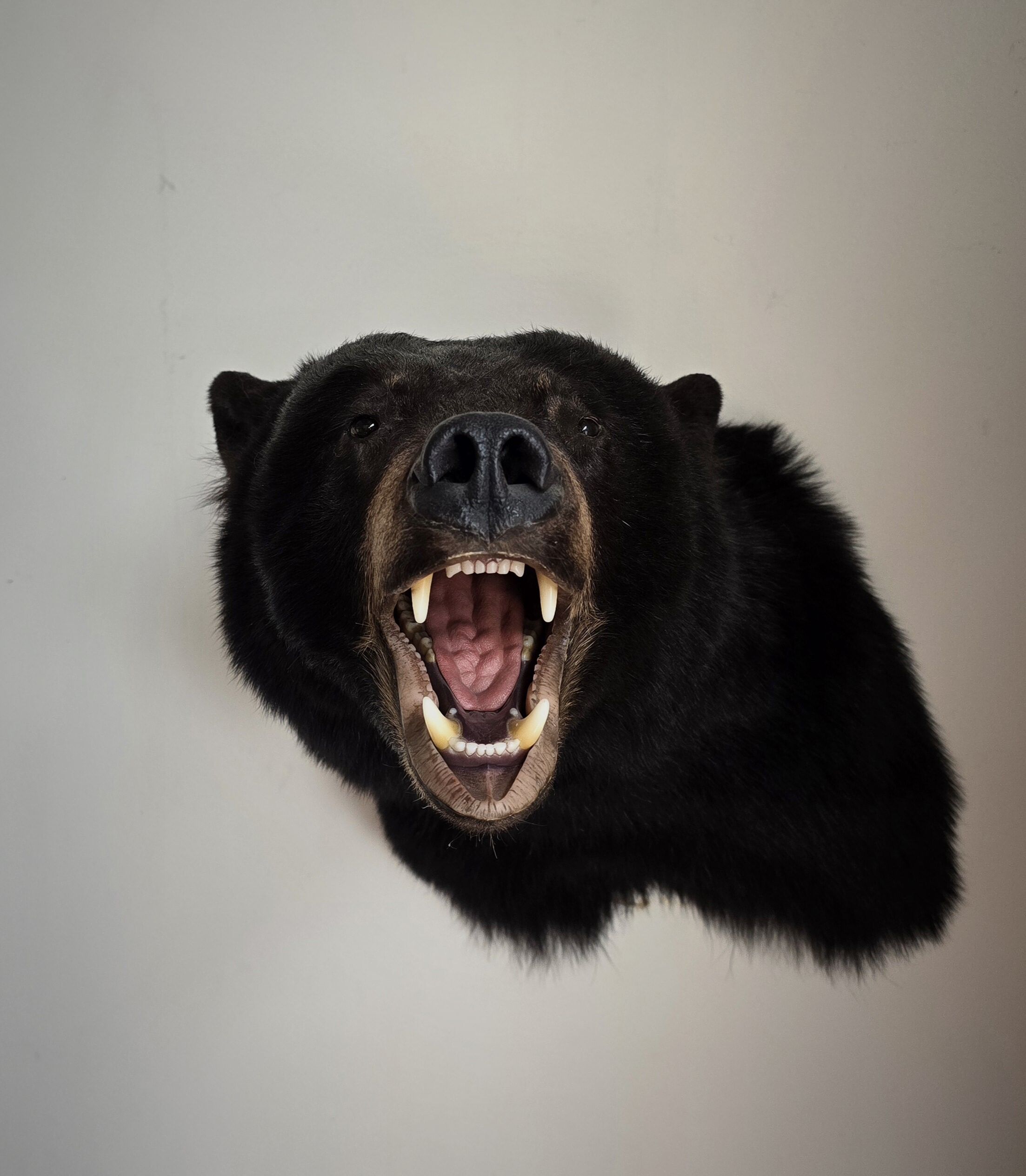 Bear Rug Taxidermy | Custom Bear Skin Rugs by Tori's Taxidermy